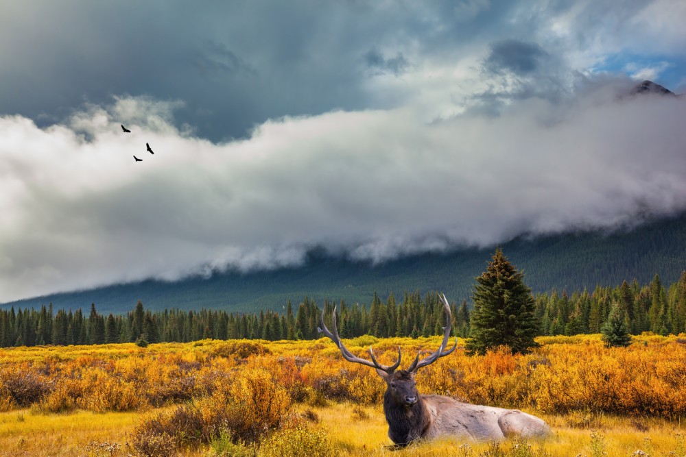 Government of Alberta must commit to expanding parks, protecting ...
