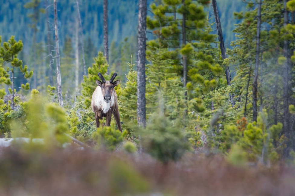 Designing an Alberta-made caribou survival plan